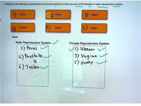 SOLVED Name BIOL Written Online Worksheet Reproductive System Identify The Labeled
