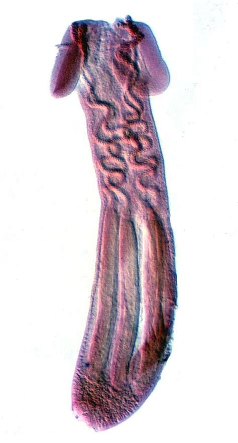 Trypanorhyncha Alchetron The Free Social Encyclopedia