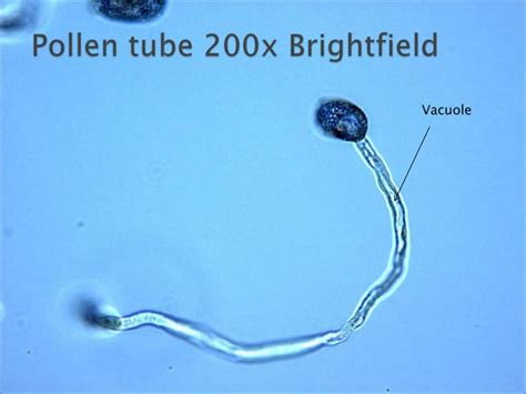 Pollen Germination Under Microscope