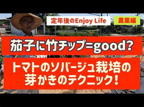 定年後のEnjoy Life 農業編 ナスに竹チップはいいの竹チップのパワー ソバージュ栽培 トマトの芽の欠き方のテクニック YouTube