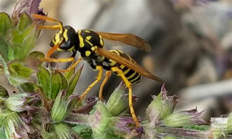 Wasp Thrasher Termite And Pest Control