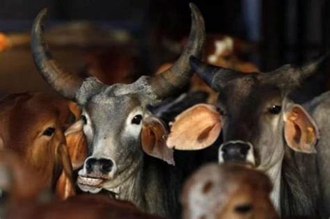 Cow Population Increased 18 In The Last 7 Seven Years Livestock