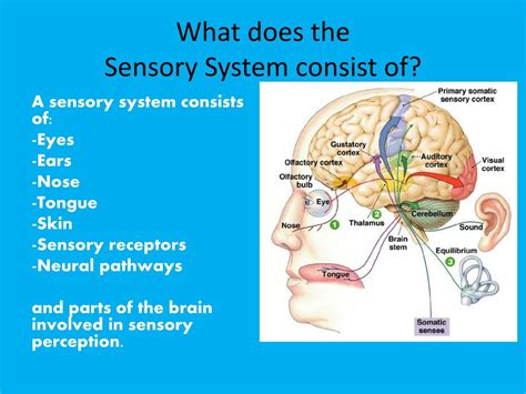 Sensory System