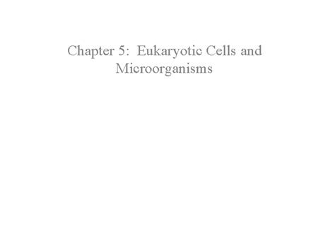 Chapter 5 Eukaryotic Cells And Microorganisms 5 1