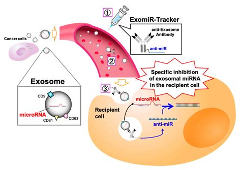 Development Of Antibodyoligonucleotide Complexes For Targeting