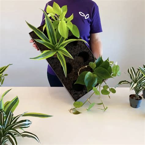 Shop Vertical Garden Growing Systems — Up The Wall Gardens