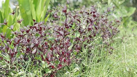 Flowering Trees Are Being Blown By The Wind 11045905 Stock Video At Vecteezy