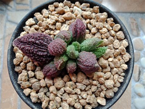 Psb 7 By Xingxiu On Deviantart