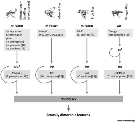 sex sorting for pest control it s raining men trends in parasitology