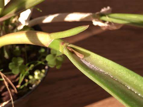 RE Rhynchovola David Sander Brassavola Cucullata X Rhyncholaelia Digbyana
