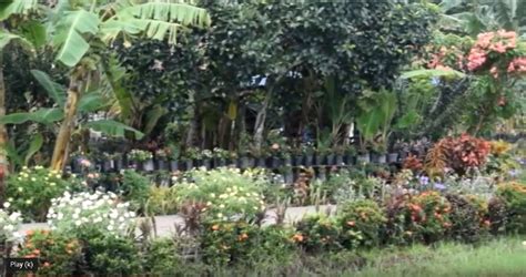 Fungsi Dan Potensi Pekarangan Kapuas Infokom Publik