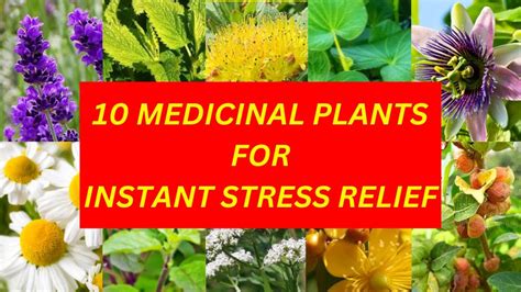 10 Medicinal Plants for Instant Stress Relief || MEDIPLANTA - YouTube