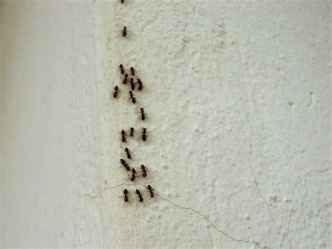 How Do Ants Make Climbing Walls Look So Easy This Biologist Has The