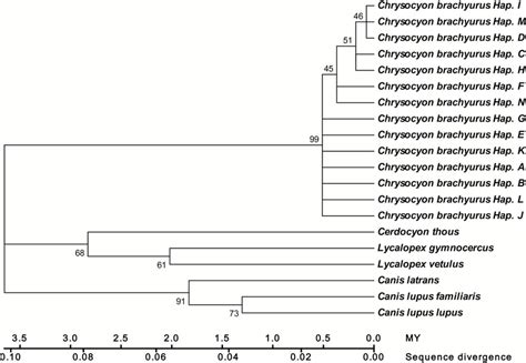 Phylogenetic Reconstruction Of MtDNA D Loop Haplotypes By Maximum Download Scientific Diagram