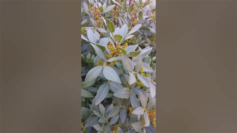 אלת המסטיק עם פרחי זכר بطم عدسي Youtube