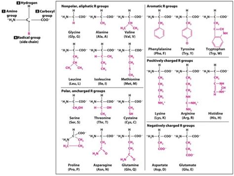 Genetics Chapter 11 Translation Flashcards Quizlet