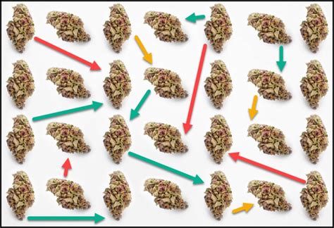 Mixing Cannabis Strains Together Dont Knock It Until You Try It