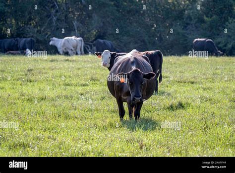 Commercial Angus Cow In Lush Summer Pasture Looking At Camera With