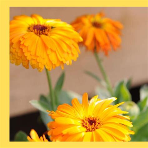 金盞花 花語⁠ ⁠ 金盞花marigold花語：⁠ 盼望的幸福，幸福就在身邊，⁠ 自己要幸福才能帶給週圍的家人朋友幸福。⁠