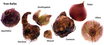Home And Garden Bulbs