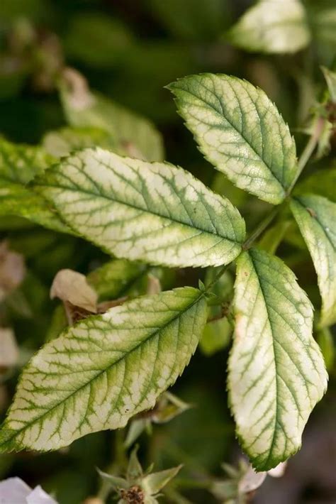Magnesium Deficiency In Plants Identify And Diesease Prevention Tips