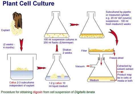 Plant Tissue Culture Diagram