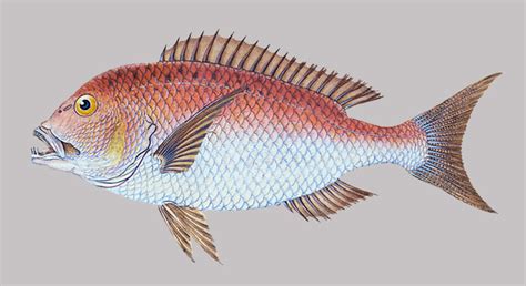 Increasing Muscle Mass In Fish With Gene Editing Sciworthy