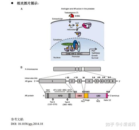 核受体药物开发服务核受体药物实验服务药物筛选服务 知乎
