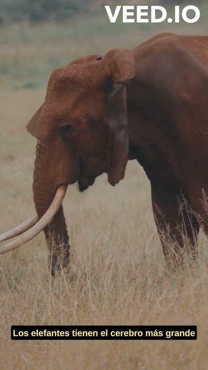 3 Curiosidades De Los Elefantes 🐘 Shorts Youtube