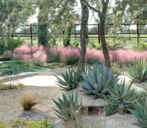 18 Best Pink Muhly Grass Companion Plants Balcony Garden Web