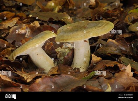 Grey Green Milkling Lactarius Blennius Two Milkling Lactarius
