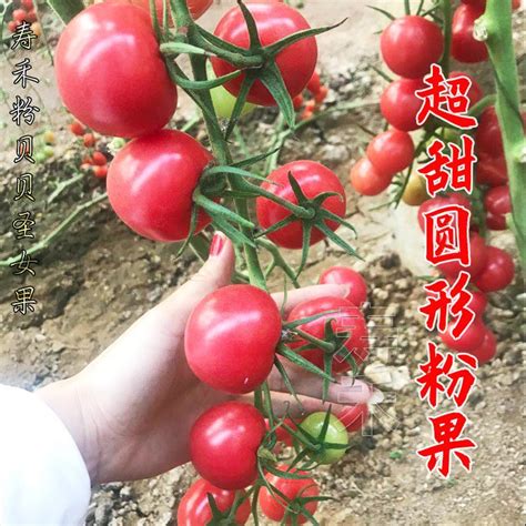 圣安妮圣女果种子苗四季盆栽樱桃小番茄西红柿种籽子水果秧苗果苗 虎窝淘