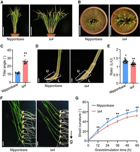 Lazy4 Acts Additively With The Starch Statolith Dependent Gravity Sensing Pathway To Regulate