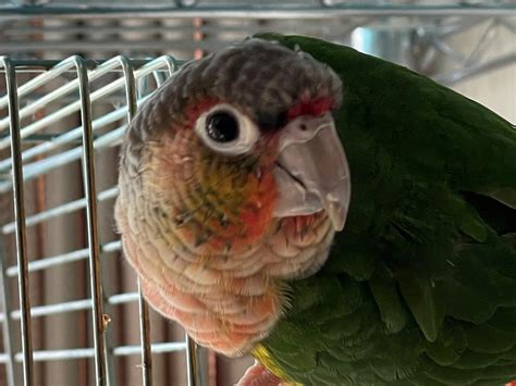 ワキコガネウロコインコを探しています