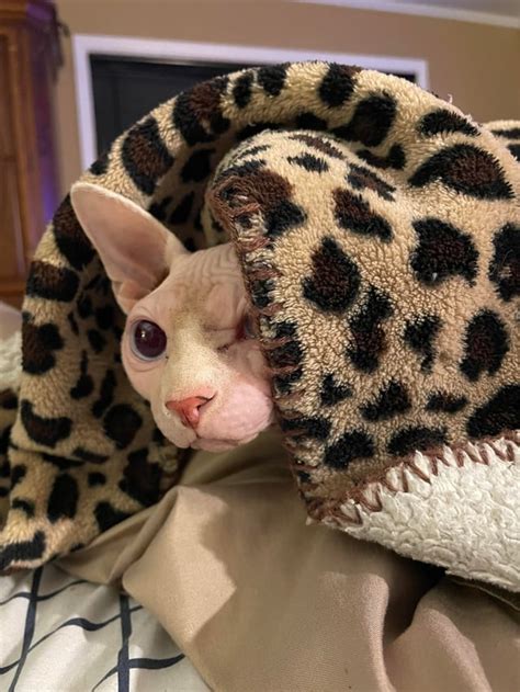 This Is Liebchen He And My Grandma Used To Chill Together All The Time She Passed A Few Months