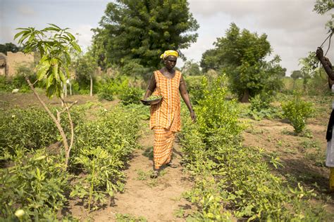 Fao Au S N Gal Organisation Des Nations Unies Pour L Alimentation Et L Agriculture