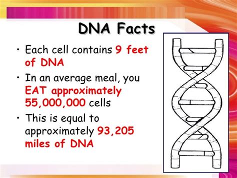 strawberry dna extraction