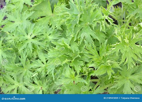Delphinium Flower Green Plant Leaf Nature Stock Image Image Of