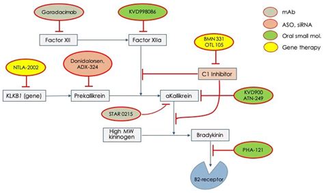 Hereditary Angioedema Hae Encyclopedia Mdpi