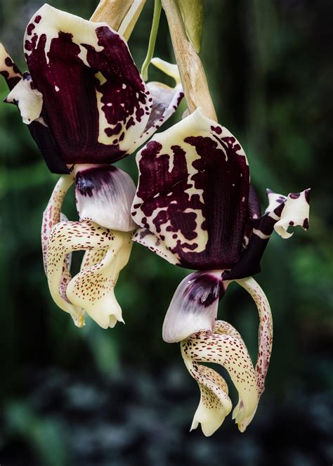 Stanhopea Apga