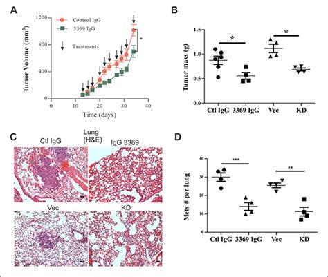 A Novel Immunotherapy Targeting Mmp 14 Limits Hypoxia Immune
