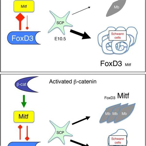 Schematic Of The Determination Of Scp To Generate Schwann Cells And