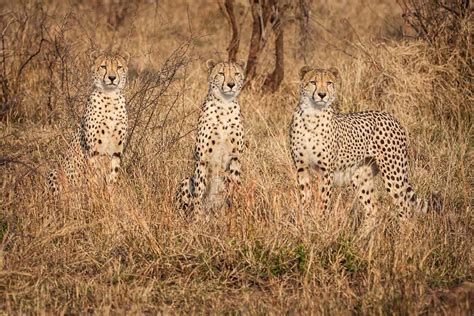 Iot Tracking Technology And Integration With Conservation Management Contemplate Wild