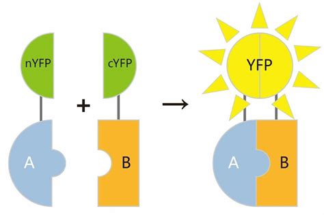 【业务介绍】双分子荧光互补实验（bifc） 知乎