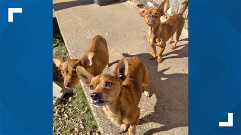 Bellmead Animal Control Officer Helps Rescue 21 Puppies