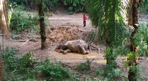 Lagi Gajah Pygmy Ditemui Mati Disyaki Ditembak Sabah Post