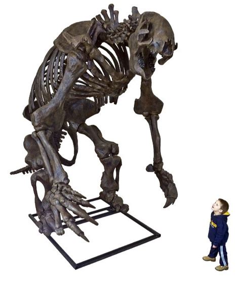 Eremotherium Eomigrans Verne Giant Ground Sloth Skeleton Display