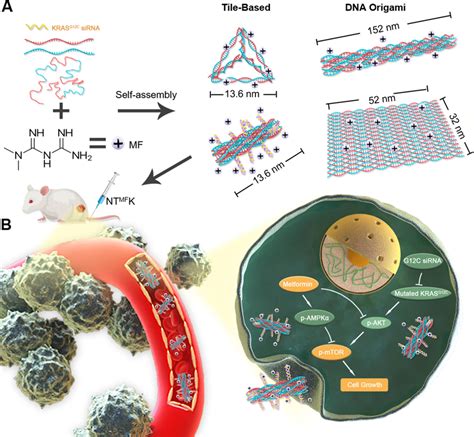 Anticancer Drug Mediated Assembly Of Sirna Carrying Dna Nanostructures Download Scientific