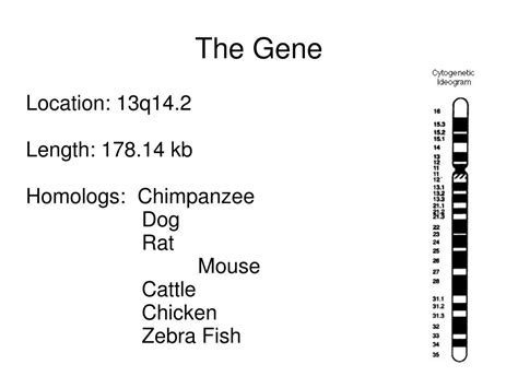 Ppt Retinoblastoma And The Rb1 Gene Powerpoint Presentation Free