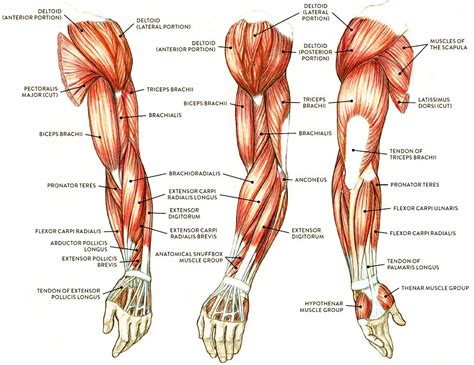 Arm Discomfort Symptoms Ep Chiropractic Team